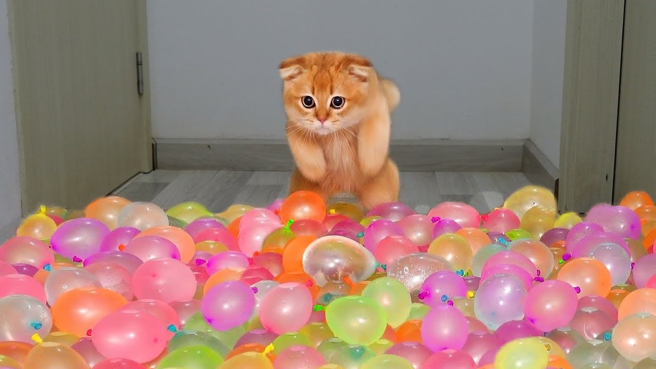 Funny cats vs water balloons challenge 😂 - YouTube