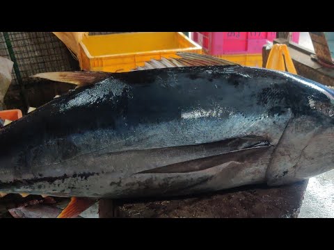 20 Kg Big LIVE KERA FISH CUTTING 🧑‍💻🇳🇪 ||TUNA Meen cutting skills || 😲 ...