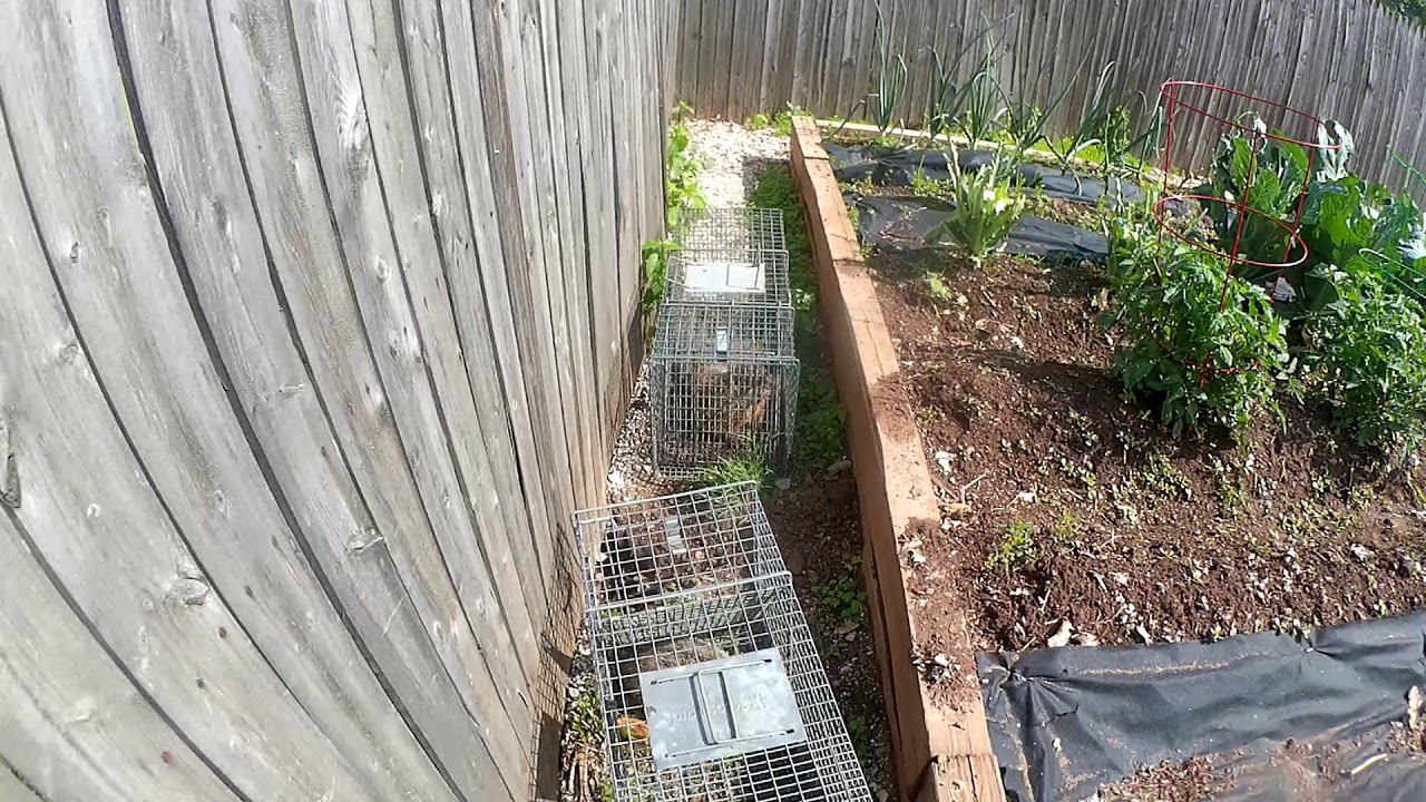 Woodchuck removal in newington ct - YouTube