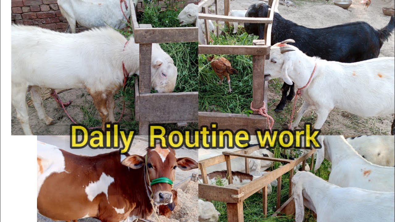 Daily Routine work at the village 😮 l village work l Ramadan Routine l ...