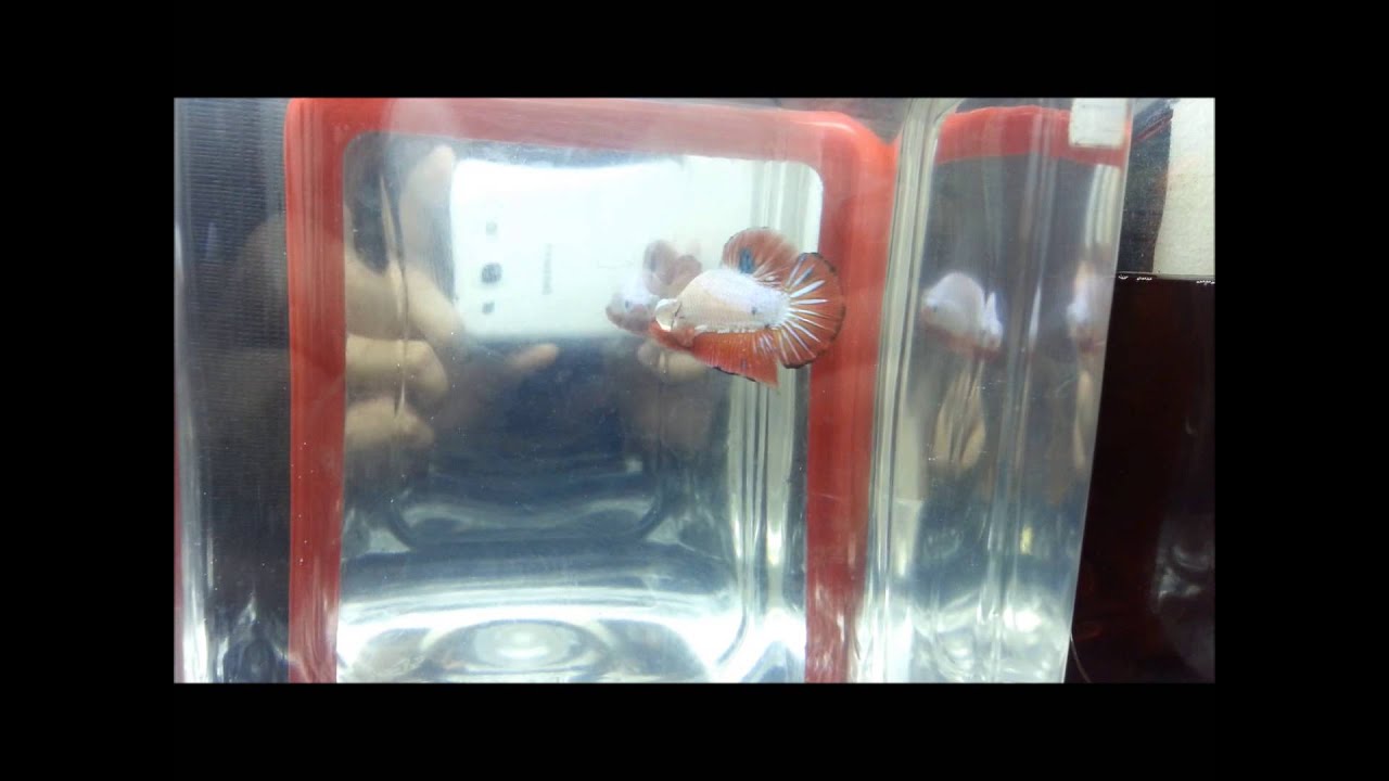 olen fancy1 - YouTube