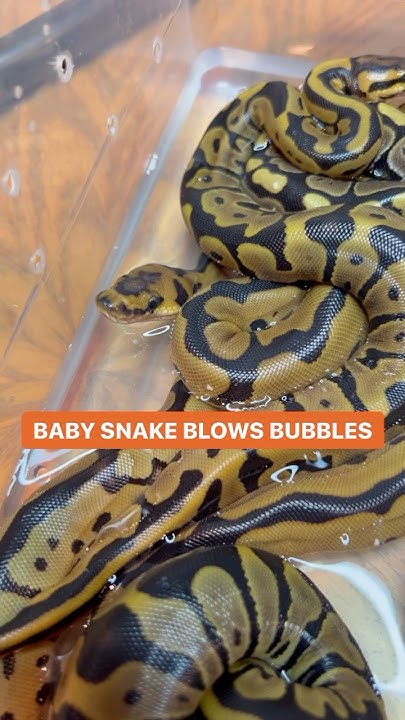 Baby Ball Python BLOWS BUBBLES - YouTube