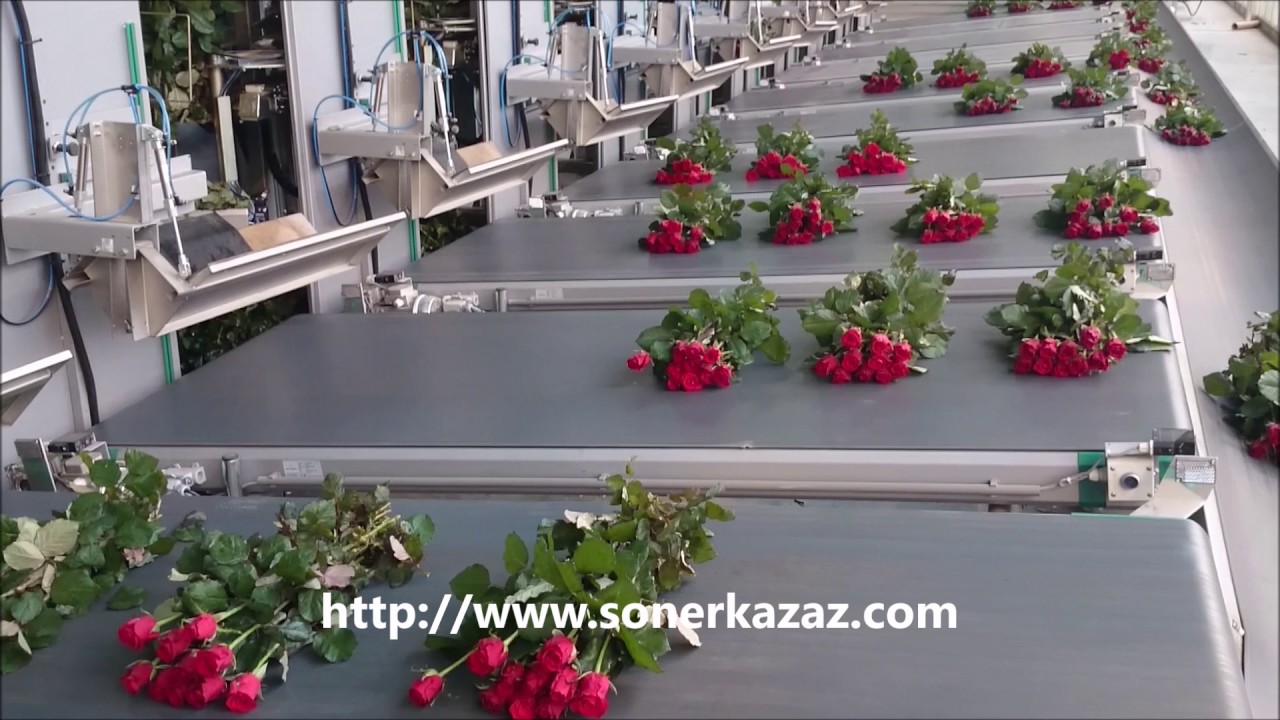CUT ROSE GRADING AND BUNCHING MACHINE (ROSEMATIC) (KESME GÜLLERDE ...