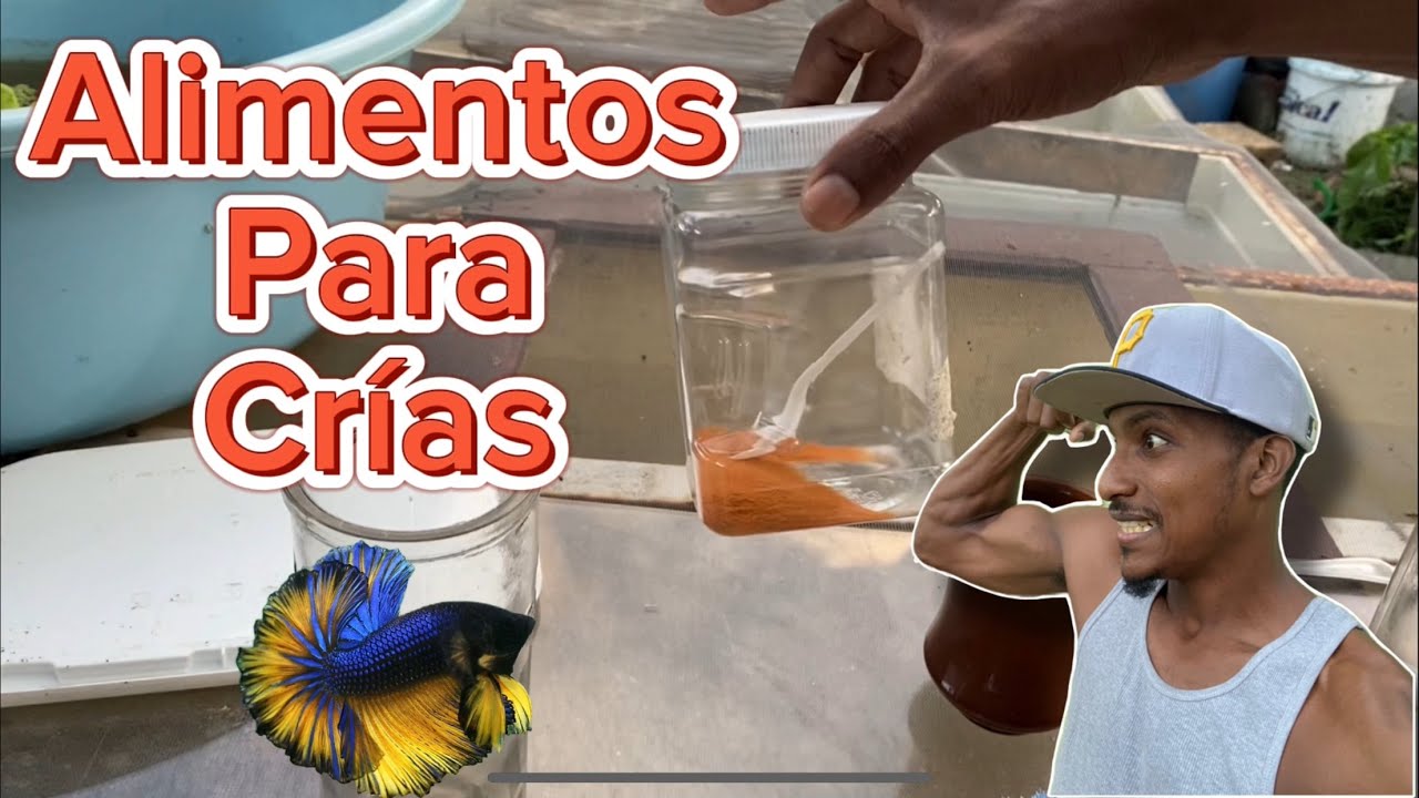 Que tipo de alimentos comen las crías de bettas - YouTube