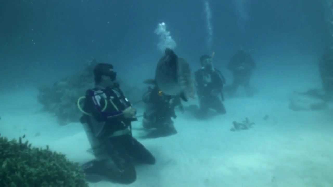 Cod hole mating - YouTube