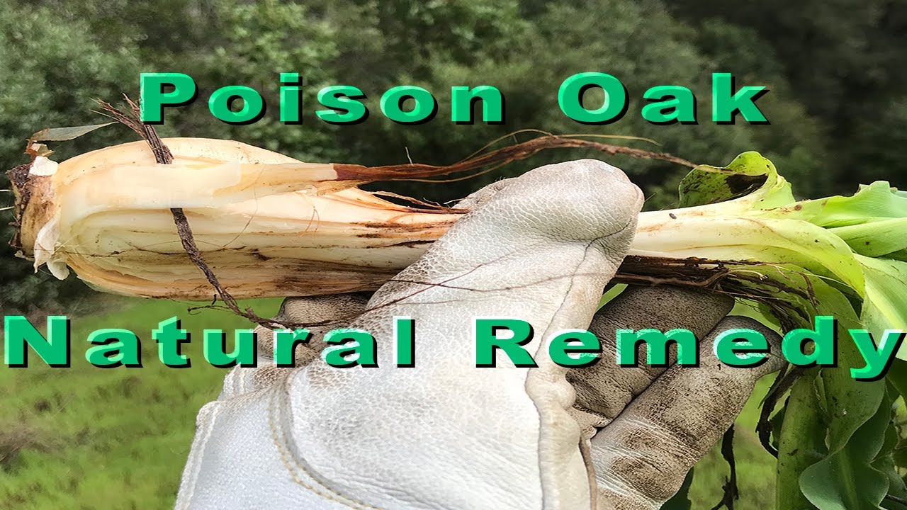 How to Naturally Rid Poison Oak - A Native American Natural Remedy ...