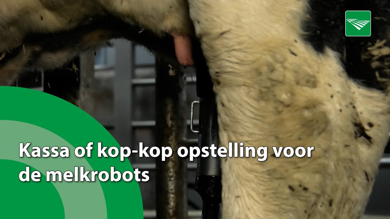 Kassa of kop-kop-opstelling voor de melkrobots - YouTube