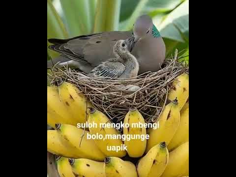 video trend firall semoga terhibur dan sukses #fyp #mk #firalkan