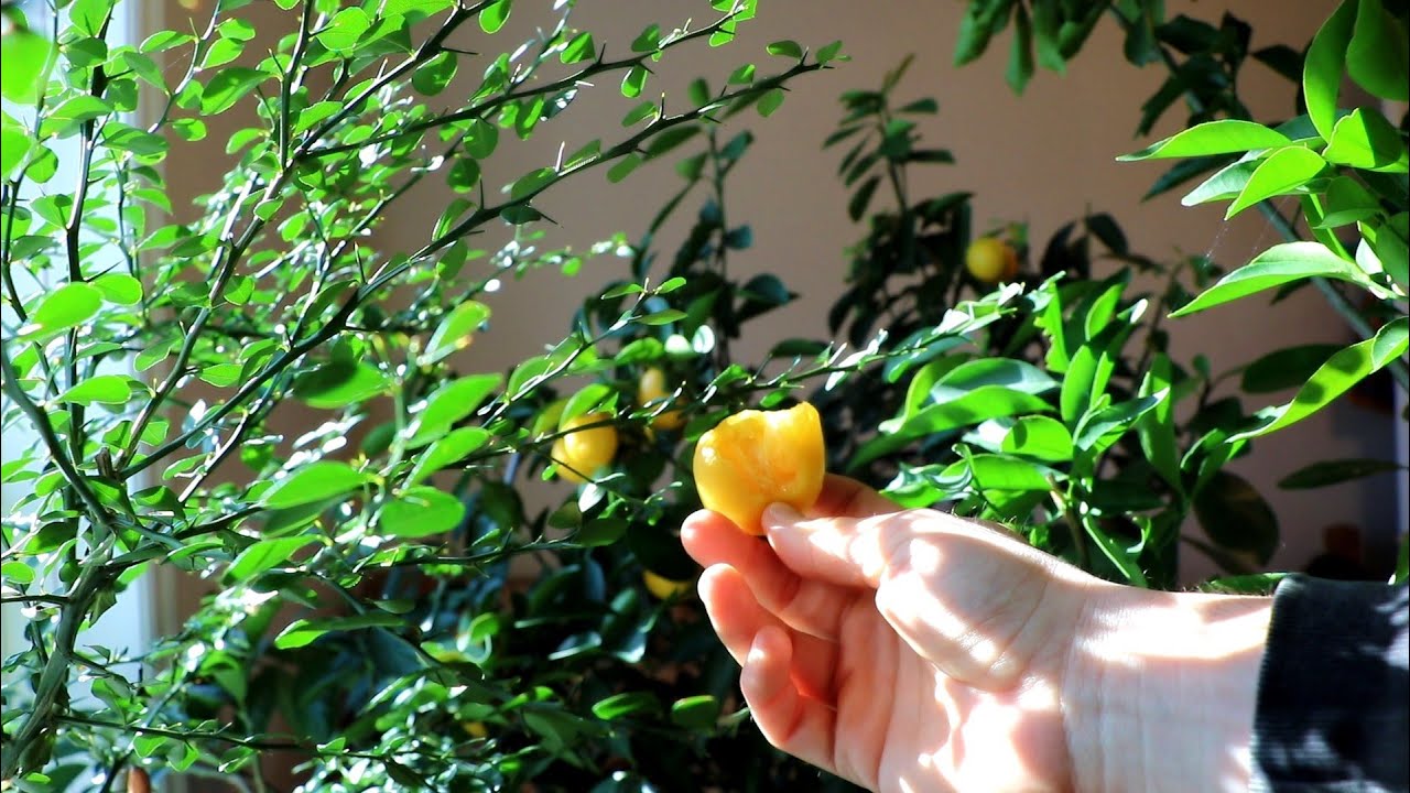 Grow Houseplants?! You Should be Growing CITRUS TREES - YouTube