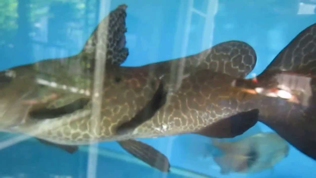 16" Giraffe catfish - YouTube