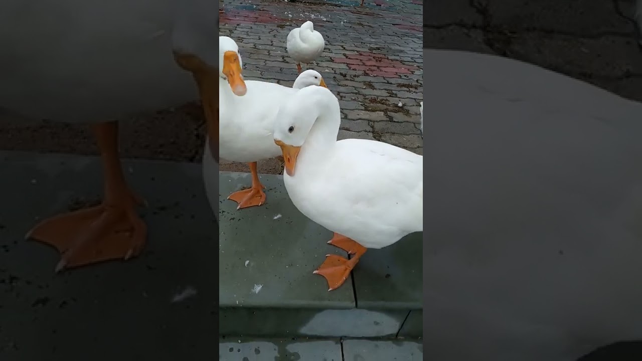 morning Sean - YouTube