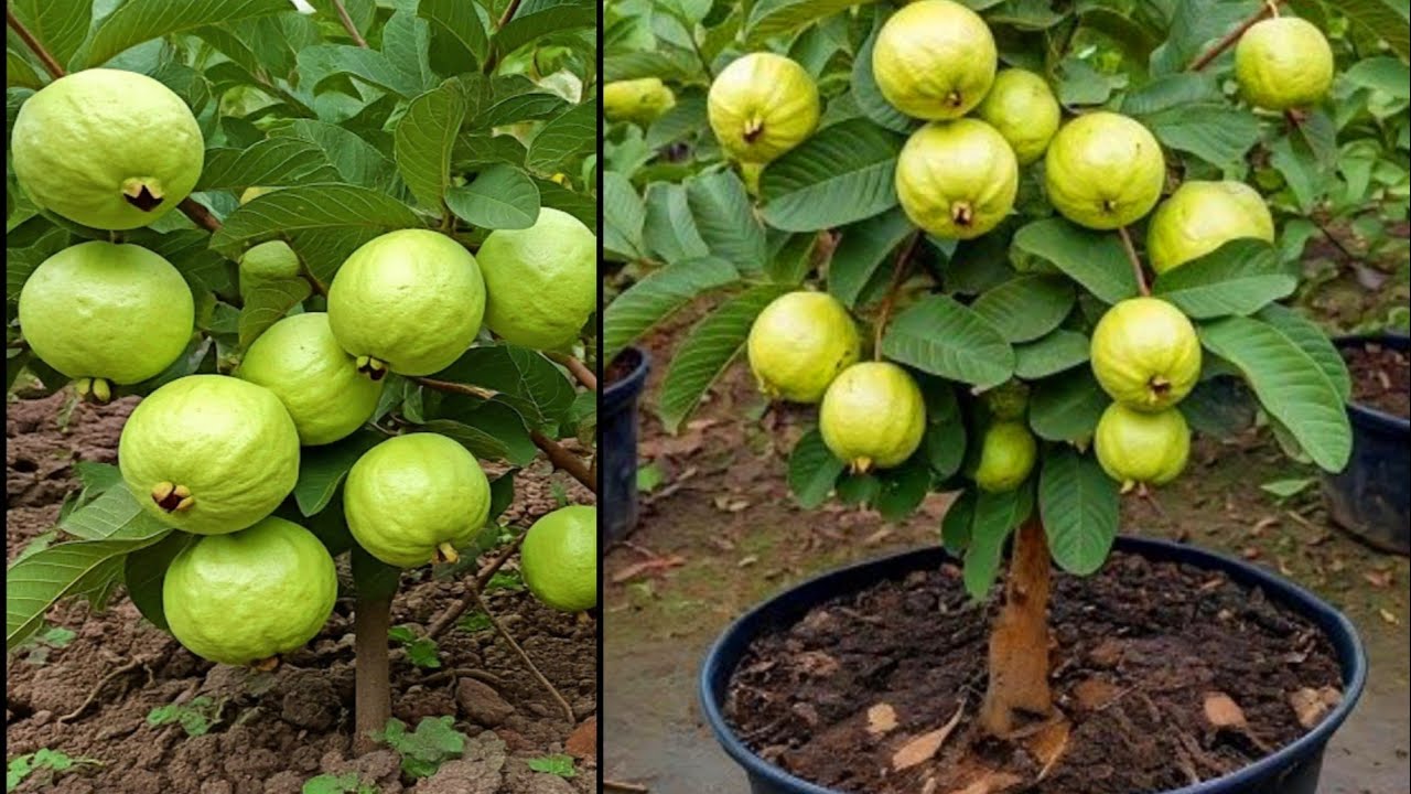 Propagate Guava Tree Cuttings|| Grow Guava Tree Cutting - YouTube