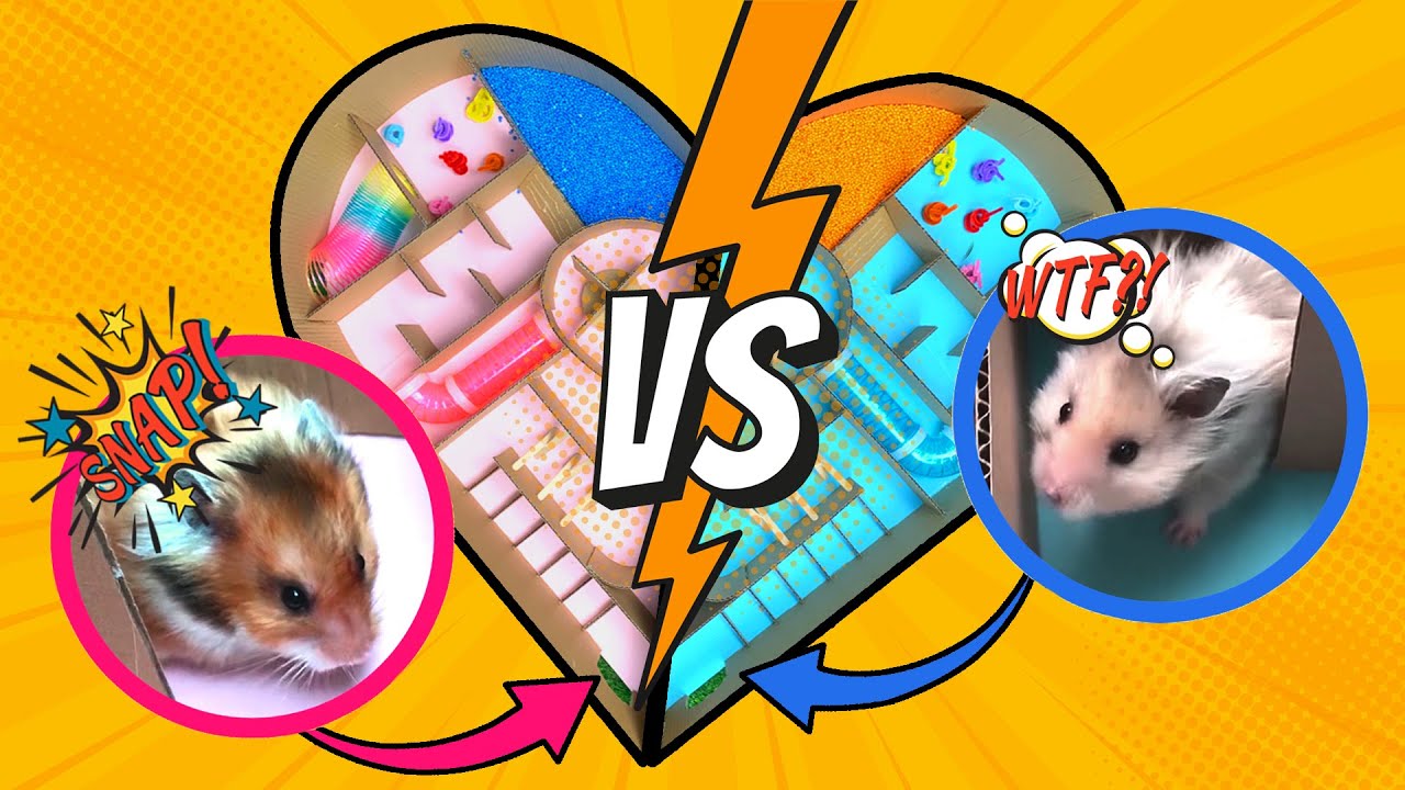 Two hamsters race for the heart loving maze! - YouTube