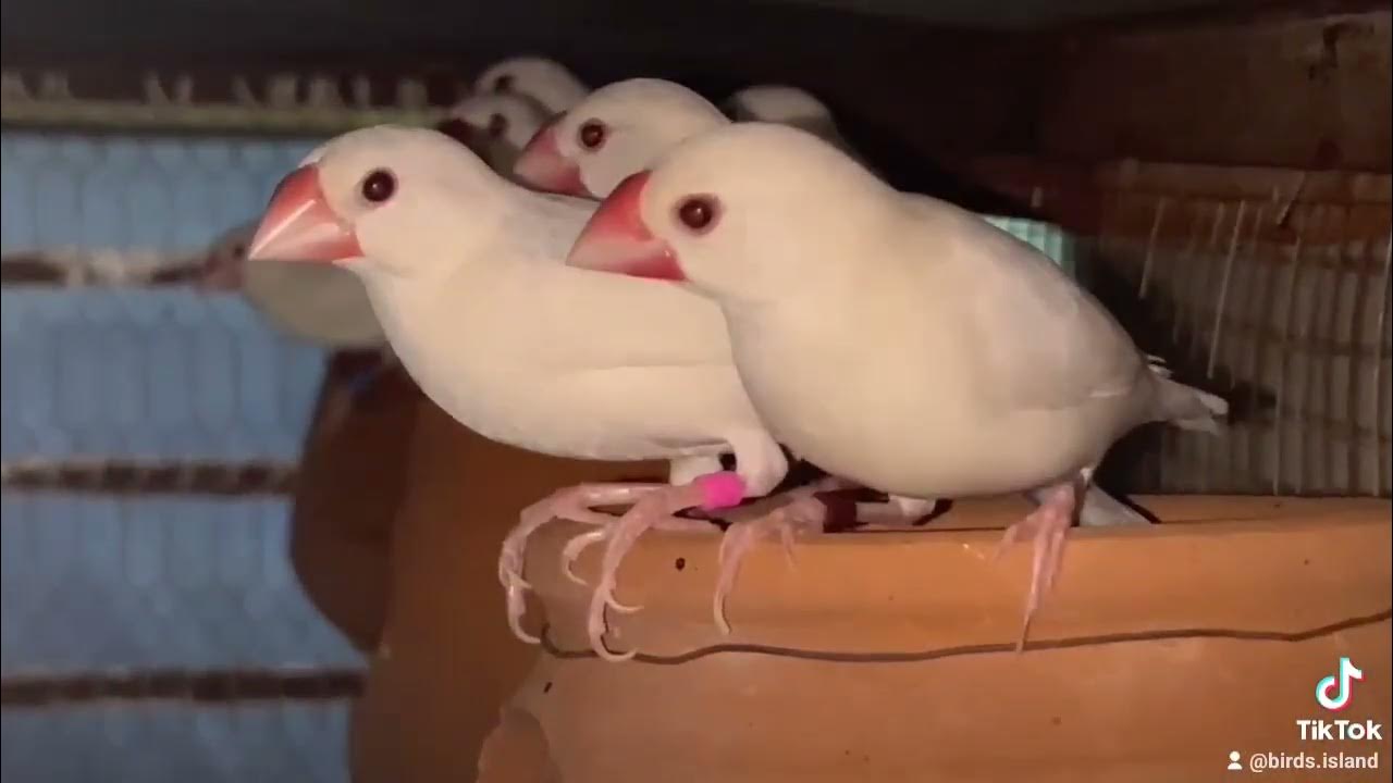 Beautiful White Java Sparrow | Java Colony Breeding | Java Colony Setup | Java Breed 2024 - YouTube