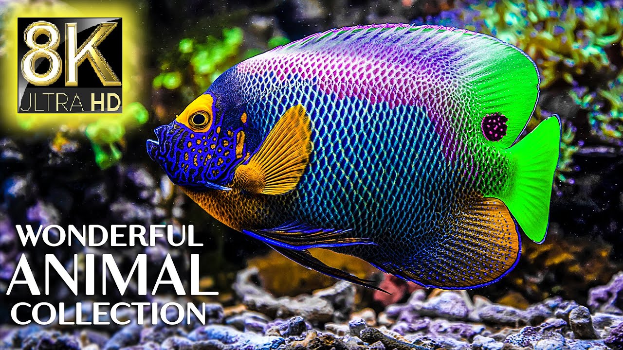 The Greatest Animal Collection in 8K ULTRA HD 60FPS HDR - Wildlife ...