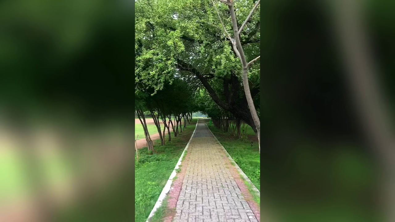 Soothing and Calming Walk in A Park - YouTube