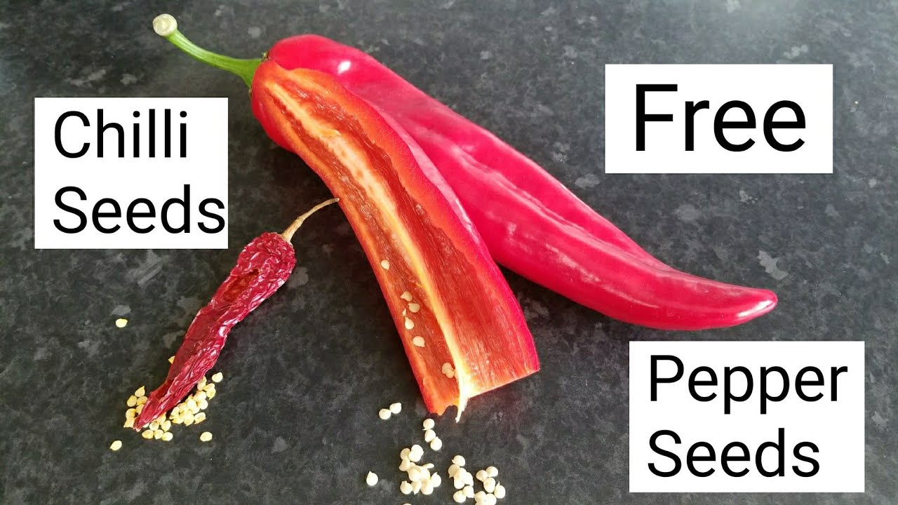 How to collect and sow free (chilli and sweet pepper) seeds - YouTube
