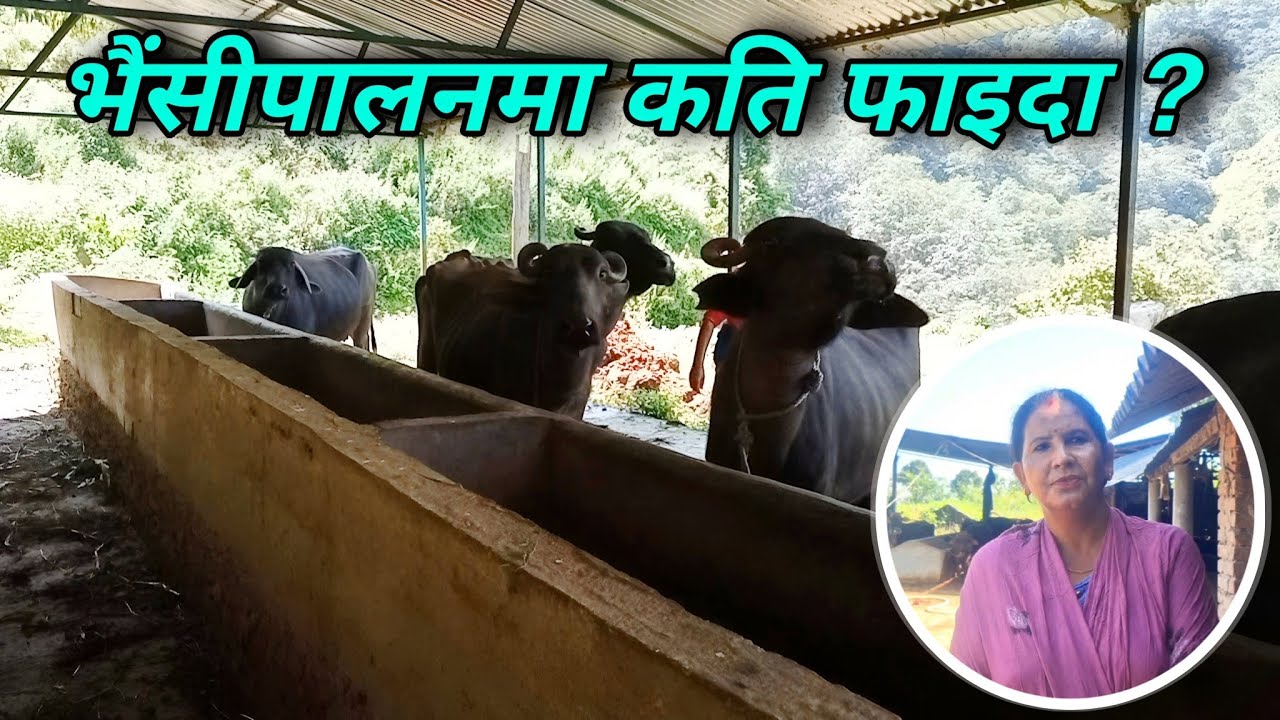 भैंसी पालेर के छ फाइदा ? Bhaisi Palan in Nepal - YouTube