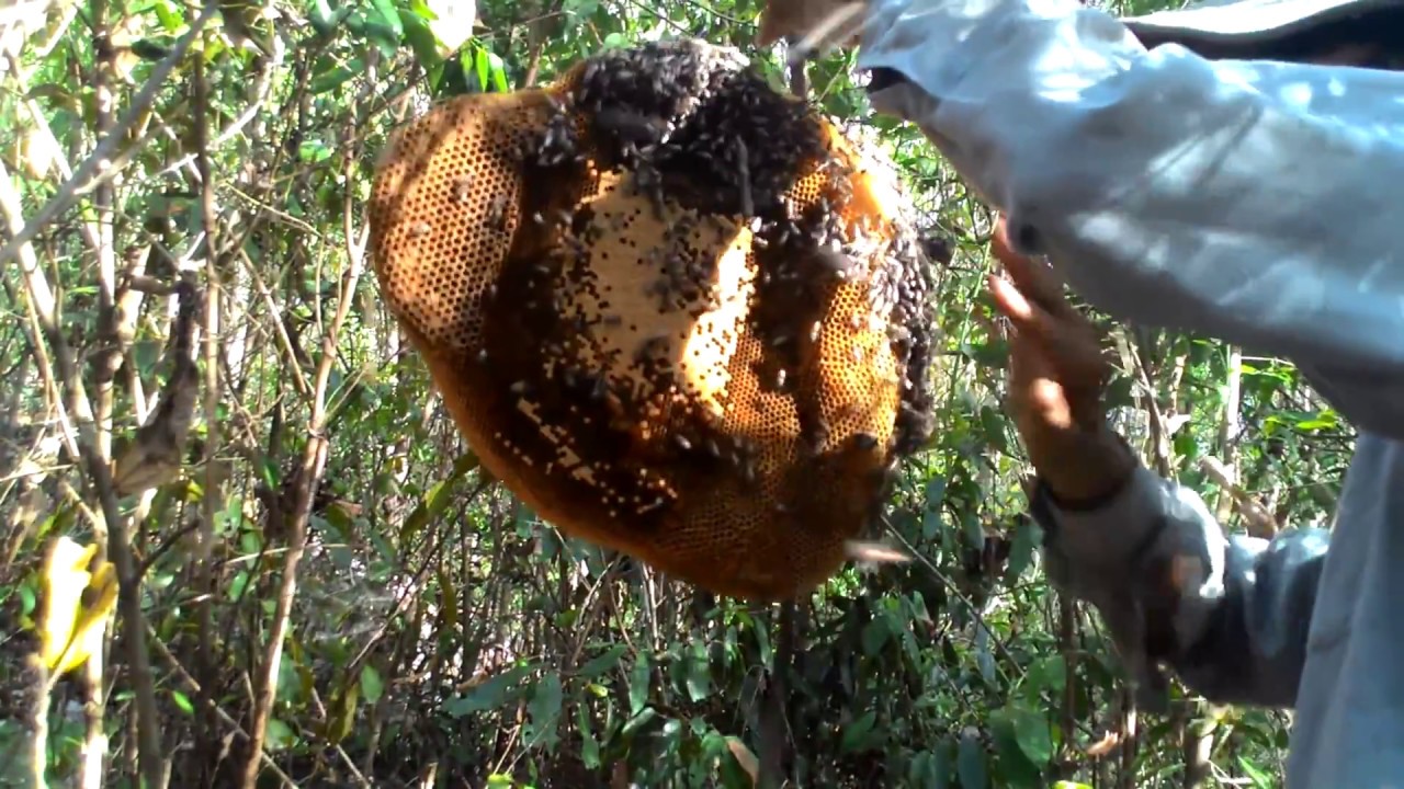 World Views || catching honeycomb honey in the forest - YouTube