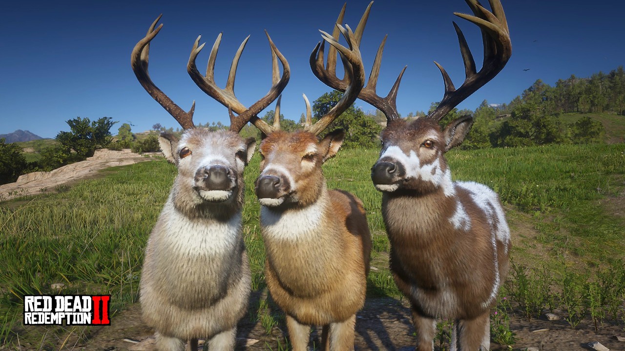 Buck - Models & Variants | RDR2 - YouTube