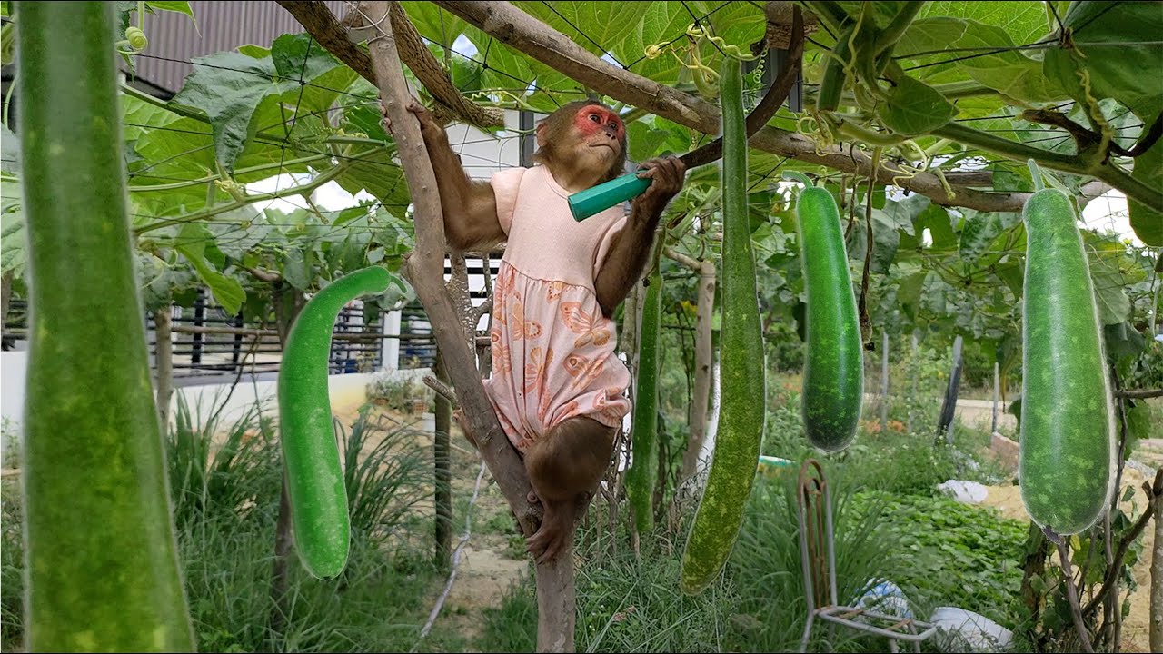 Kobi harvests gourds to buy jelly to comfort Ceri - YouTube