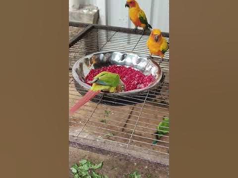 birds eating food | birds lovers | colorful birds | parrots | positive ...