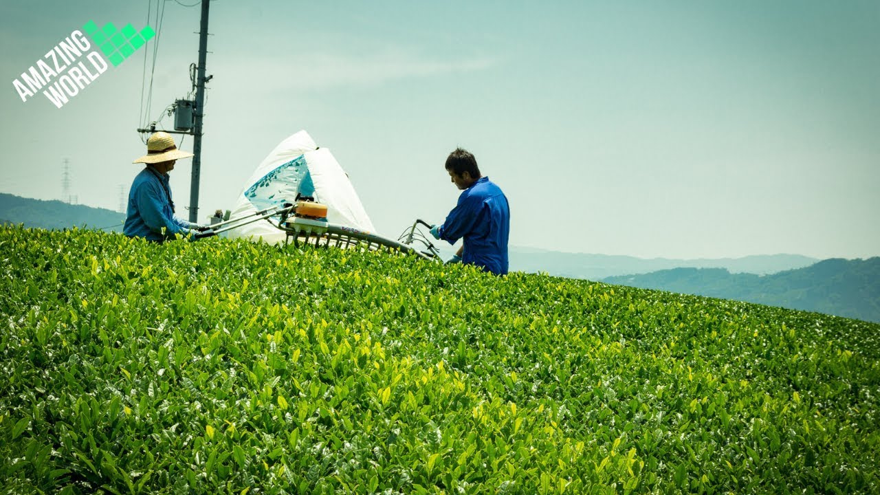 Tea Harvesting Machine - How is tea harvested - Amazing World - YouTube
