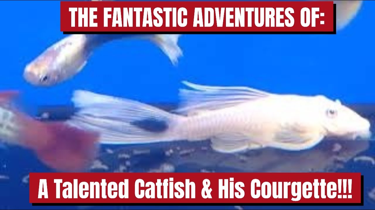 THE AMAZING ADVENTURES OF A TALENTED BRISTLENOSE CATFISH & HIS ...