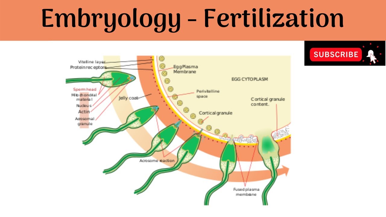 Embryology - The Fertilization | Events and Effects | #Anatomy #mbbs # ...
