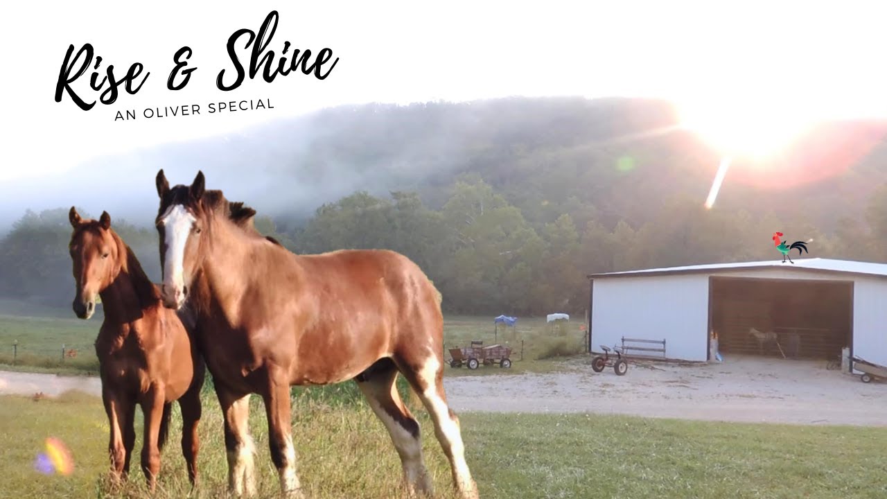 A Beautiful Morning With Our Horses OLIVER AND CHAMP! - YouTube