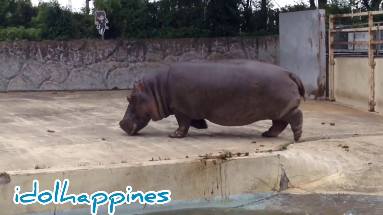 Hippo:Climb out of the pool. - YouTube