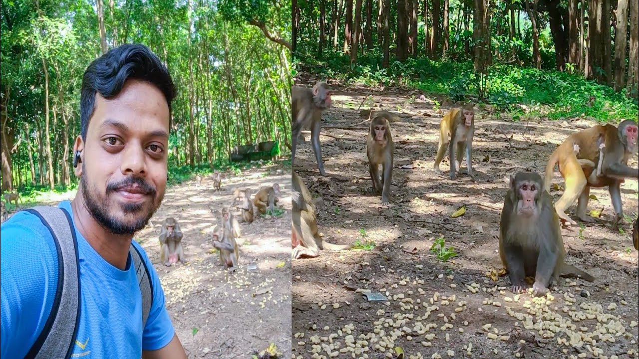 Feeding peanuts & fruits to Hungry Monkeys || monkey Love peanuts ...