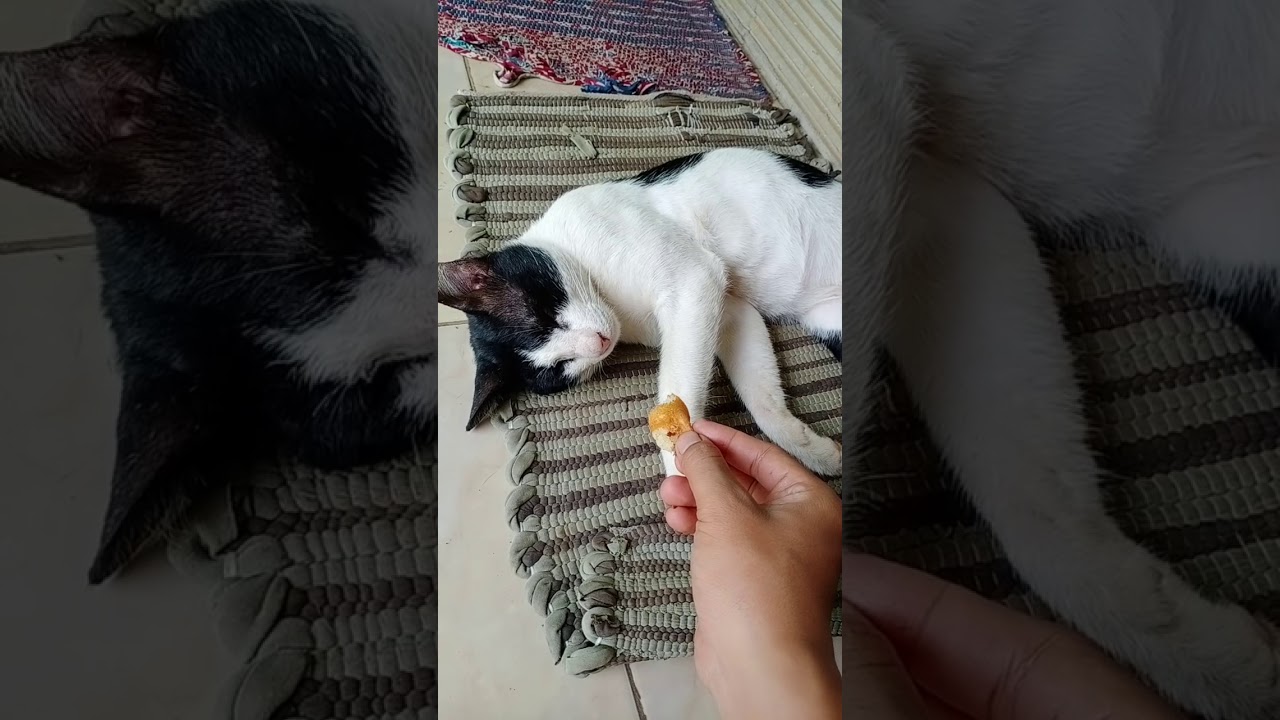 Kucing lutu..😘😘 - YouTube