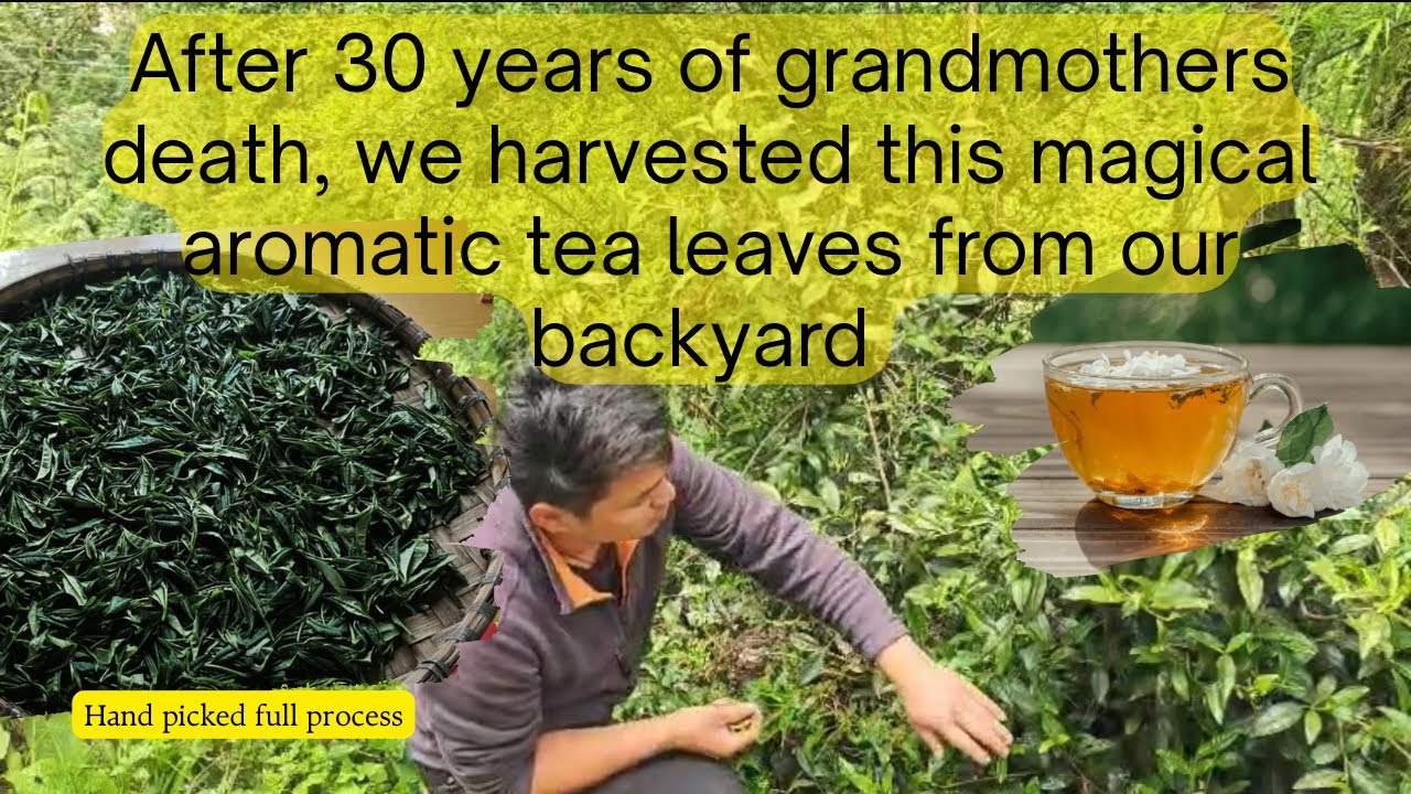 How we made Hand-rolled Tea leaf🍃 in our village home/ Hand picked tea ...