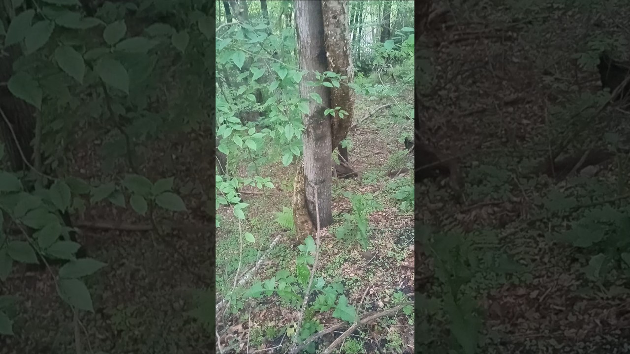 parasite tree called strangled fig - YouTube