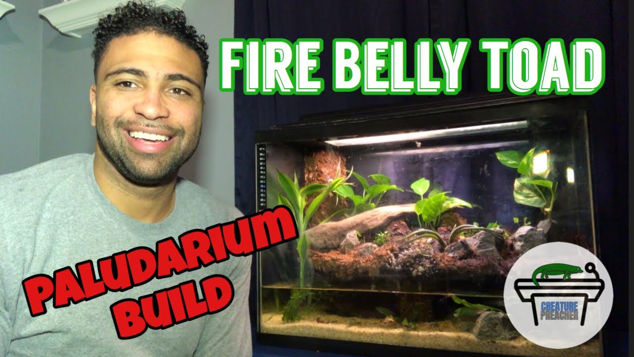 FIRE BELLY TOADS - Paludarium Build - YouTube