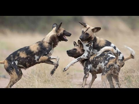 African Wild Dog mating - YouTube