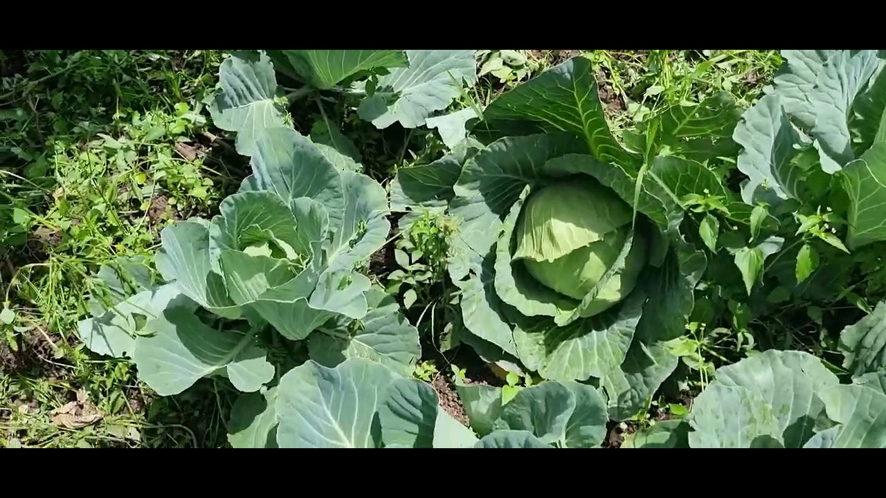 Gloria F1 Cabbage Intercropped with Hass Avocado! - YouTube