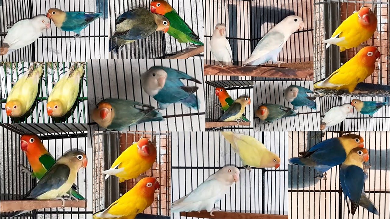 My New Lovebirds Mutation Birds - YouTube