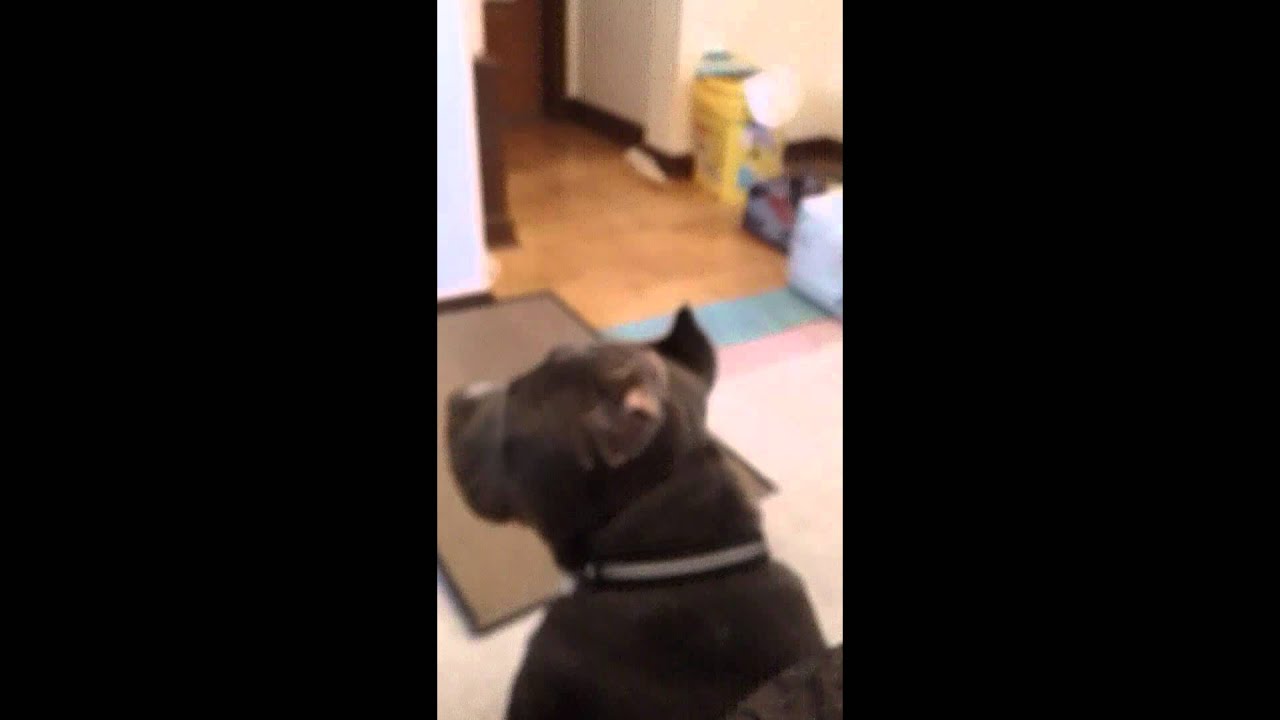 Pitbull Crying and Howling At Bells - YouTube