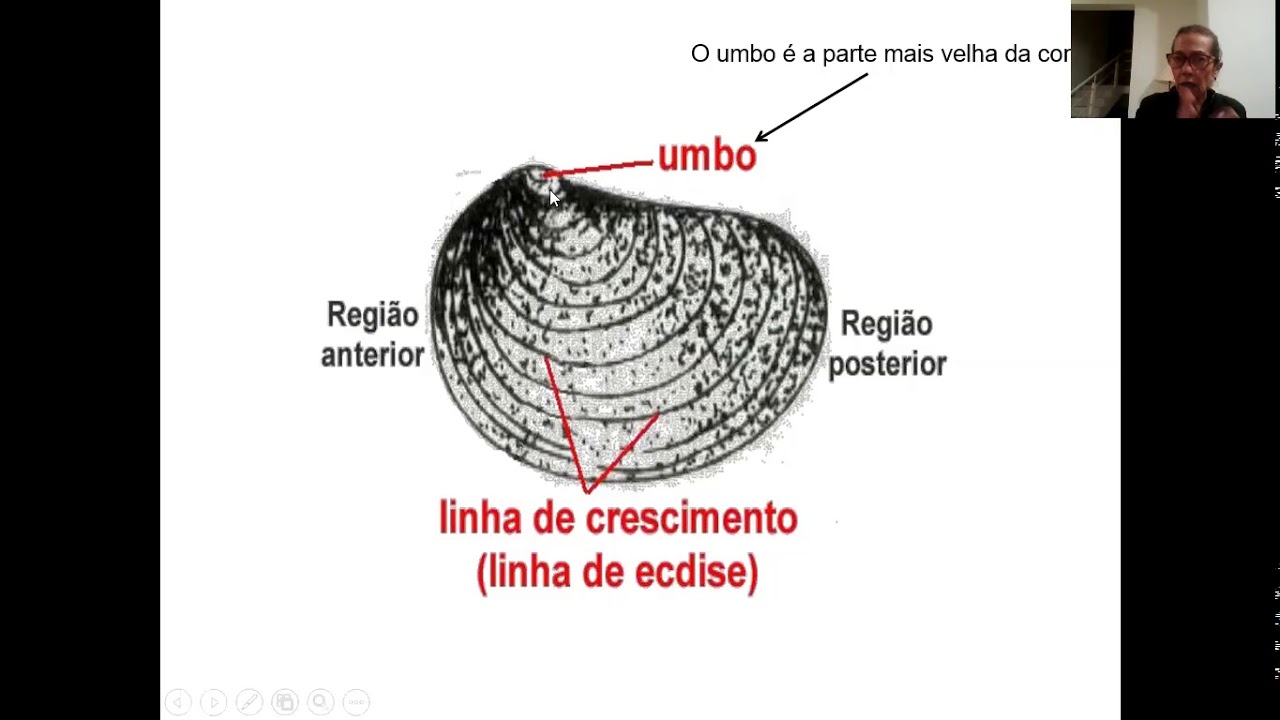 1 Filo Mollusca Classe Bivalvia habitat, ecologia, morfologia - YouTube