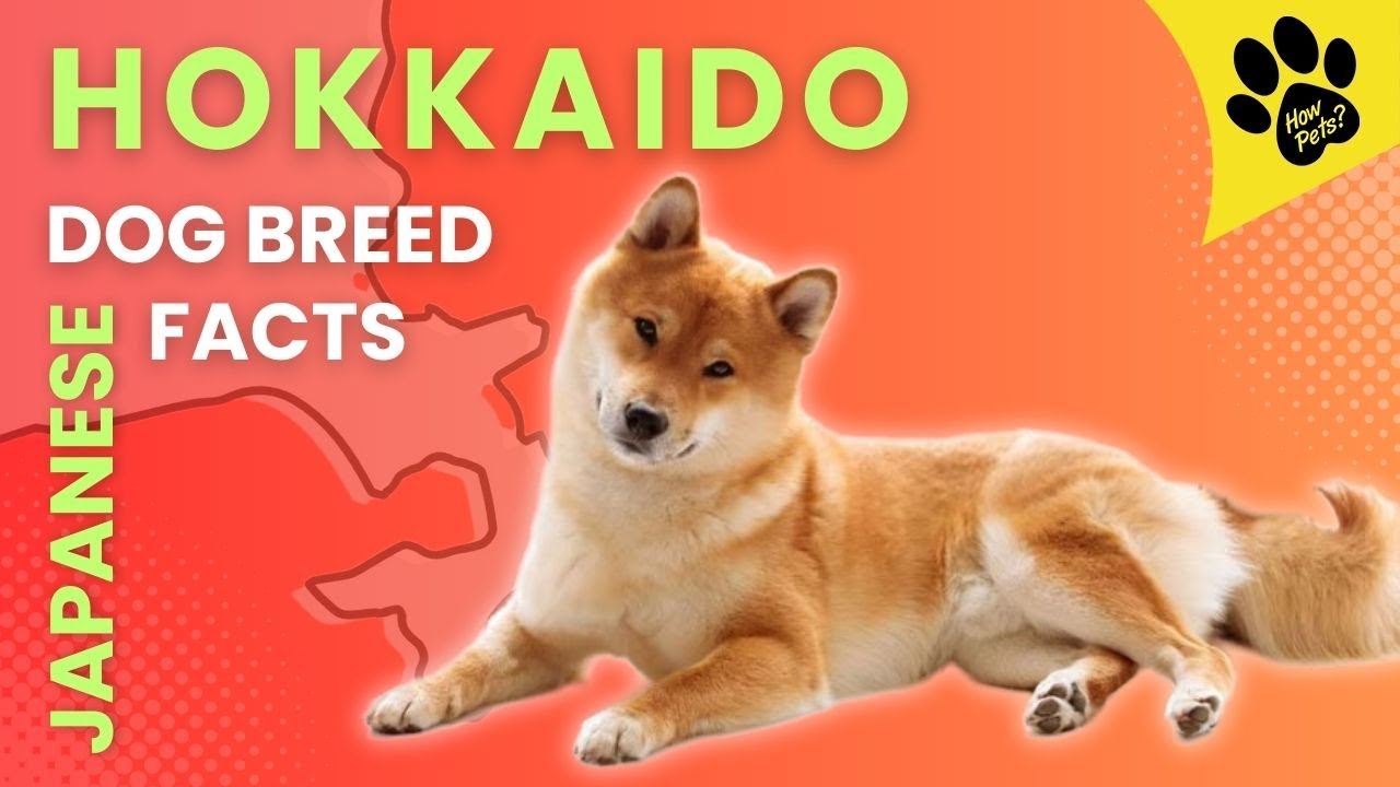 Hokkaido Ken Dog Breed - Ainu Ken | Small Japanese Dog Breed - YouTube