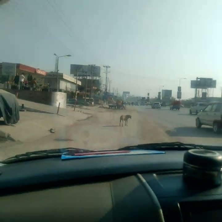 Cut Doge Standing on the road #beautyofnature - YouTube