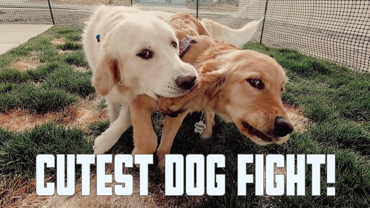 DOG FIGHT | GOLDEN RETRIEVER | SALT LAKE CITY TEMPLE WEDDING - YouTube