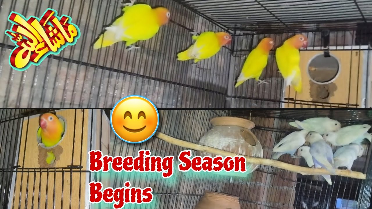 Love Bird Parrots Breeding Season Starts | Love Bird Parrots Farming ...