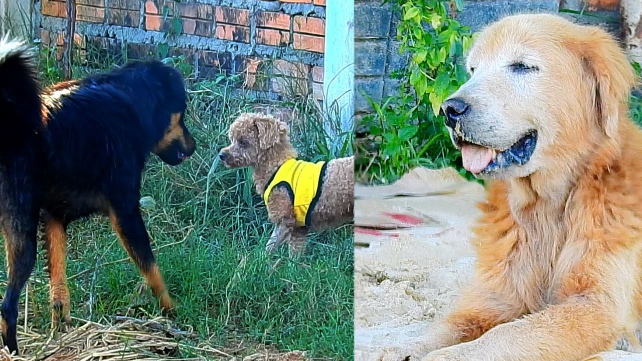 Happy to meeting small cute boy ker ker and chear love New friends very ...