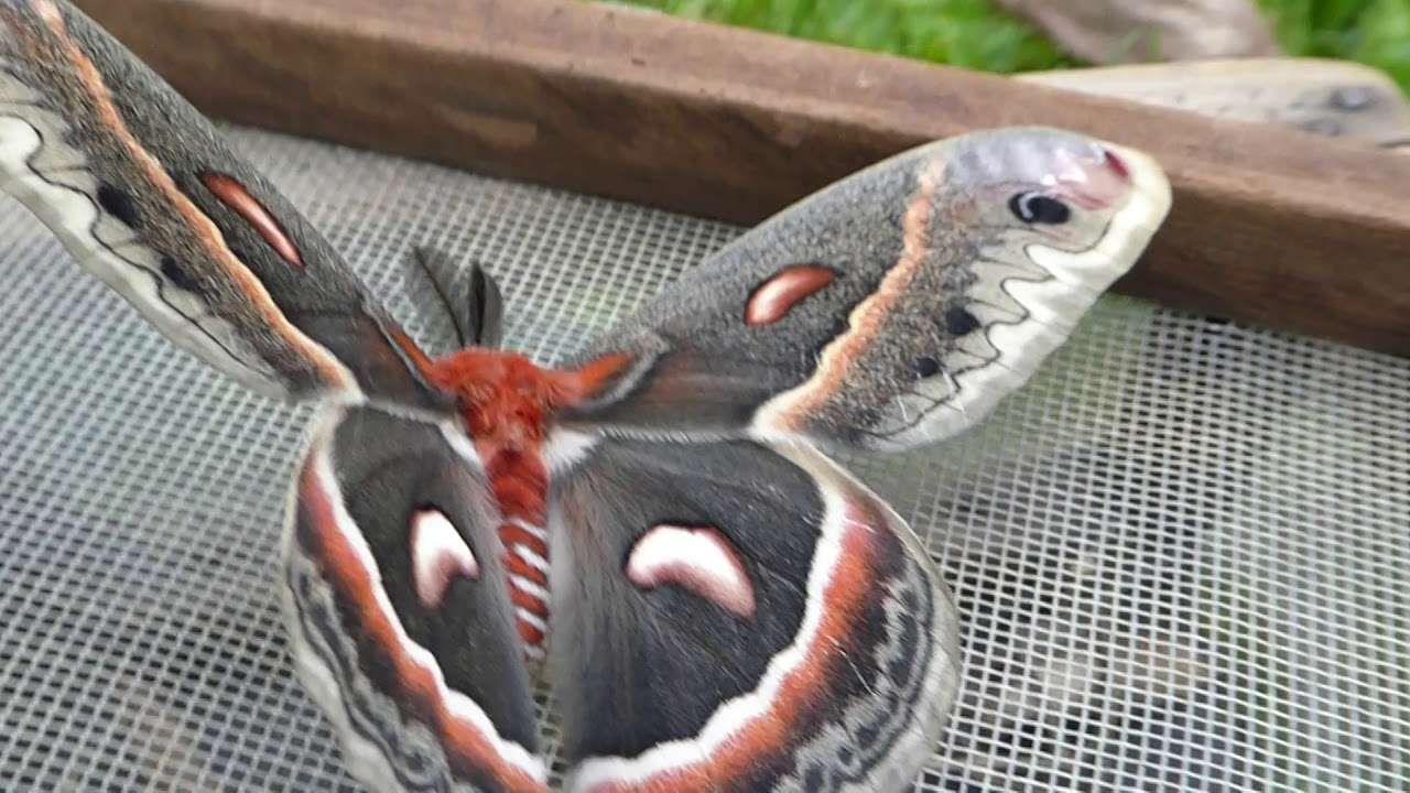 The Life Cycle of a Cecropia Moth - YouTube