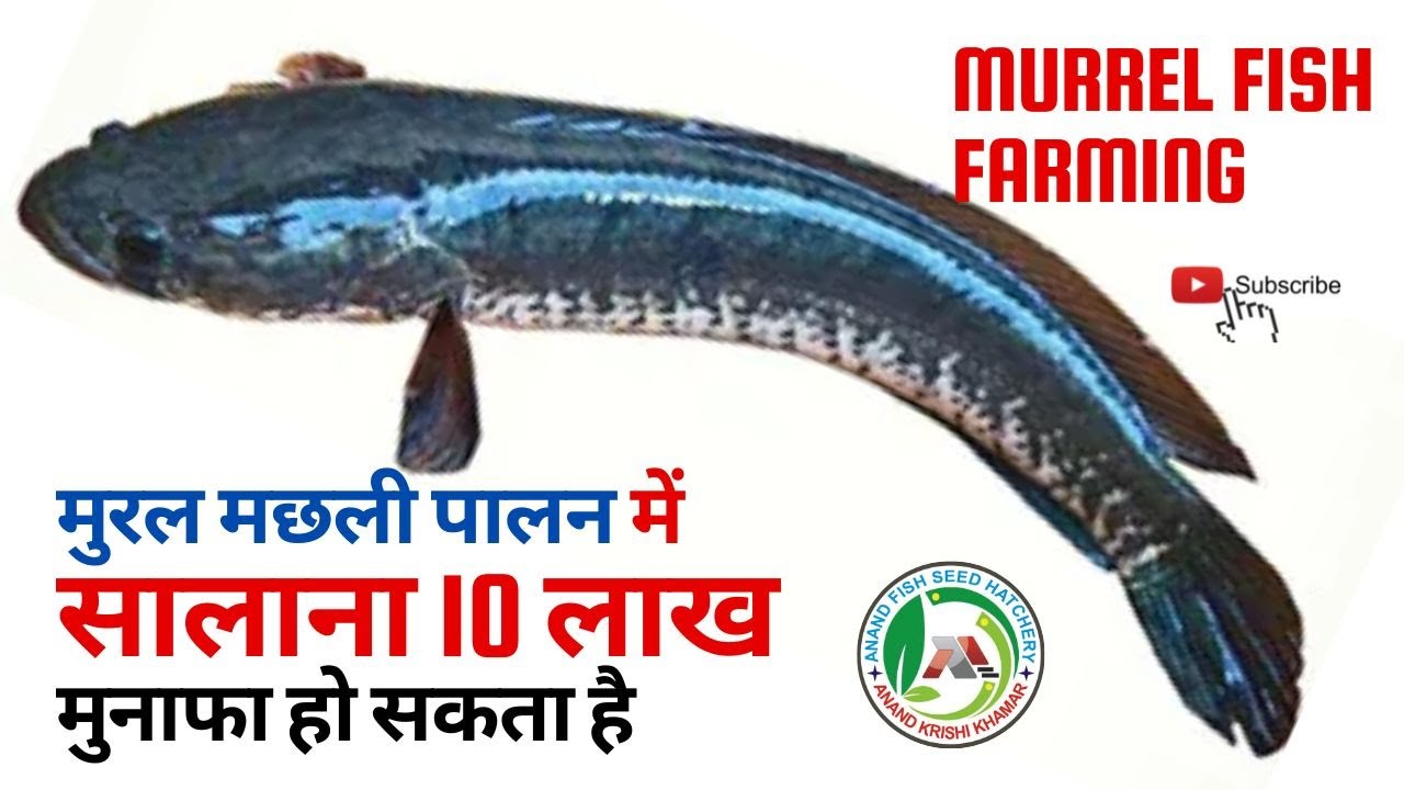 Murrel (Sole / Shol) fish farming process - Profitability - Feed winned ...
