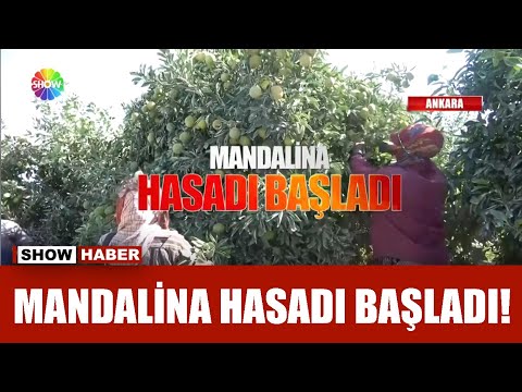 Mandalina tüketicinin yüzünü güldürdü!