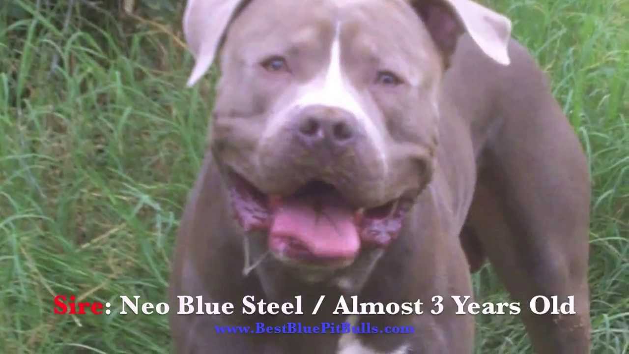 Pitbull puppies for sale in Arizona 'PR' UKC Registered Blue Pit Bulls ...